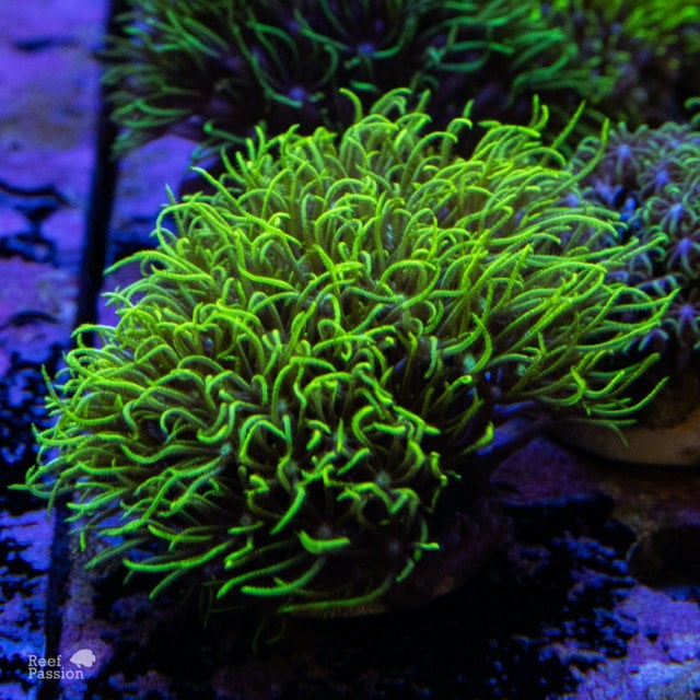 Green Star Polyp Frag (GSP) | Reef Passion Ltd